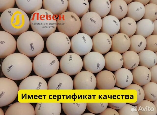 Инкубационное яйцо. Кобб и Росс из Европы
