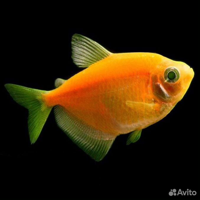 Рыбка теренция ищет новый дом