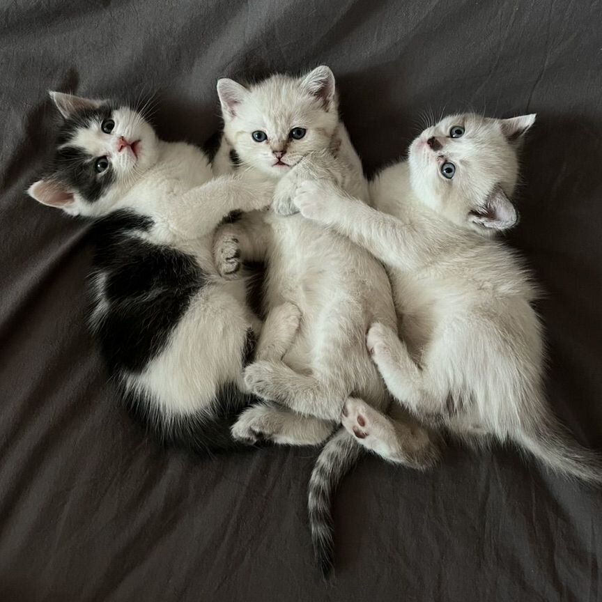 Шотландский прямоухий короткошёрстный котёнок