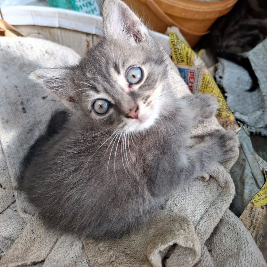 Котята в добрые руки бесплатно
