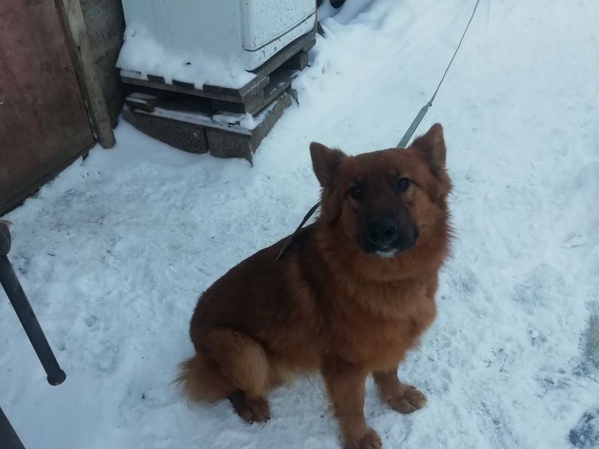 Золотистый ретривер в добрые руки