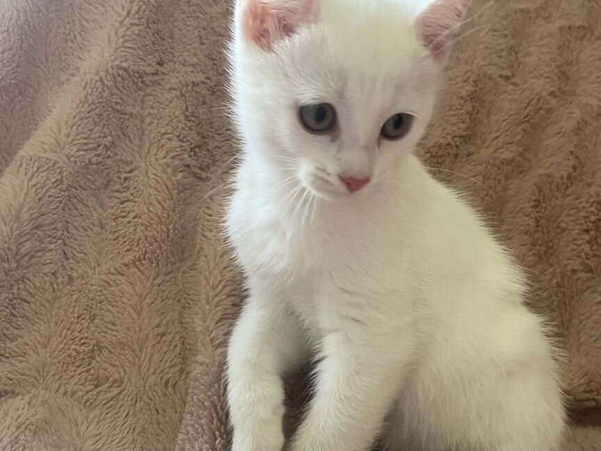 Котенок в добрые руки