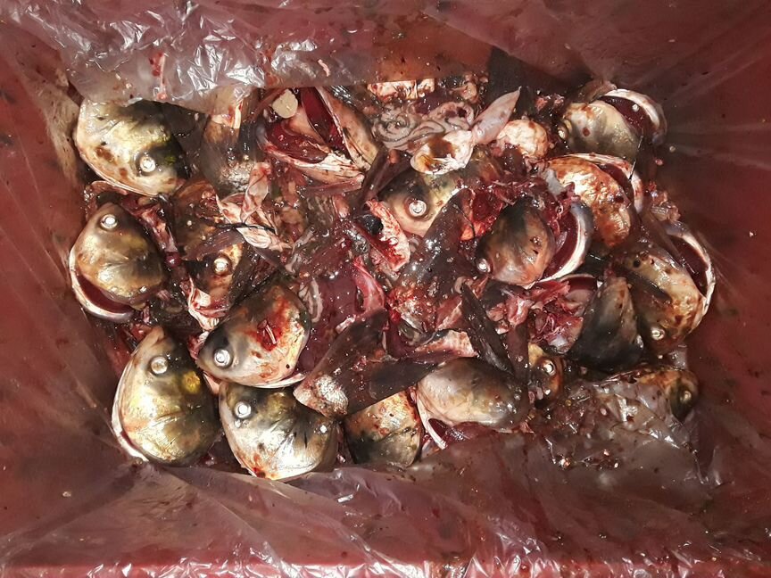 Рыб отходы(амур,толстолоб,скумбрия) для животных