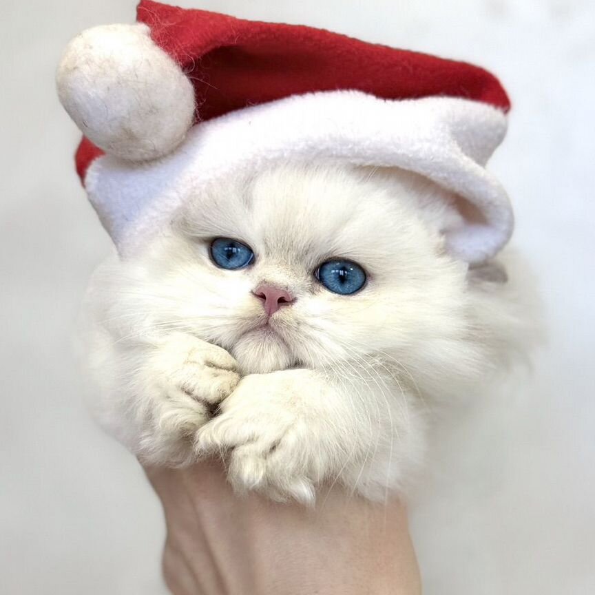 Британский длинношёрстный котёнок