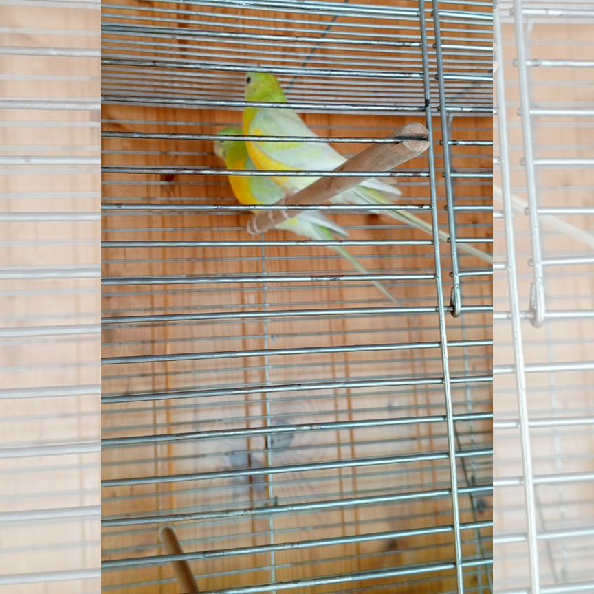 Попугай певчий