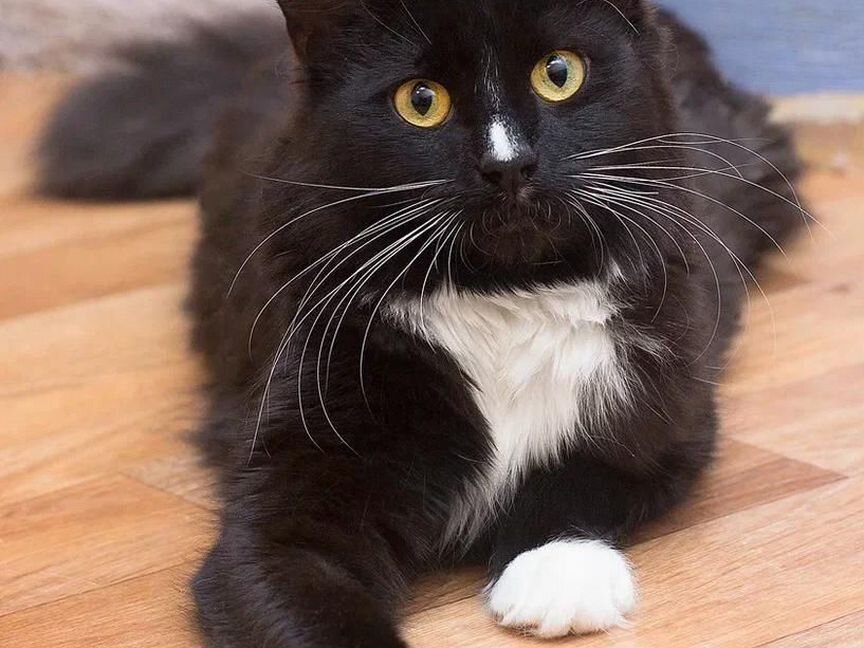 Пушистая Мурзилка в добрые руки