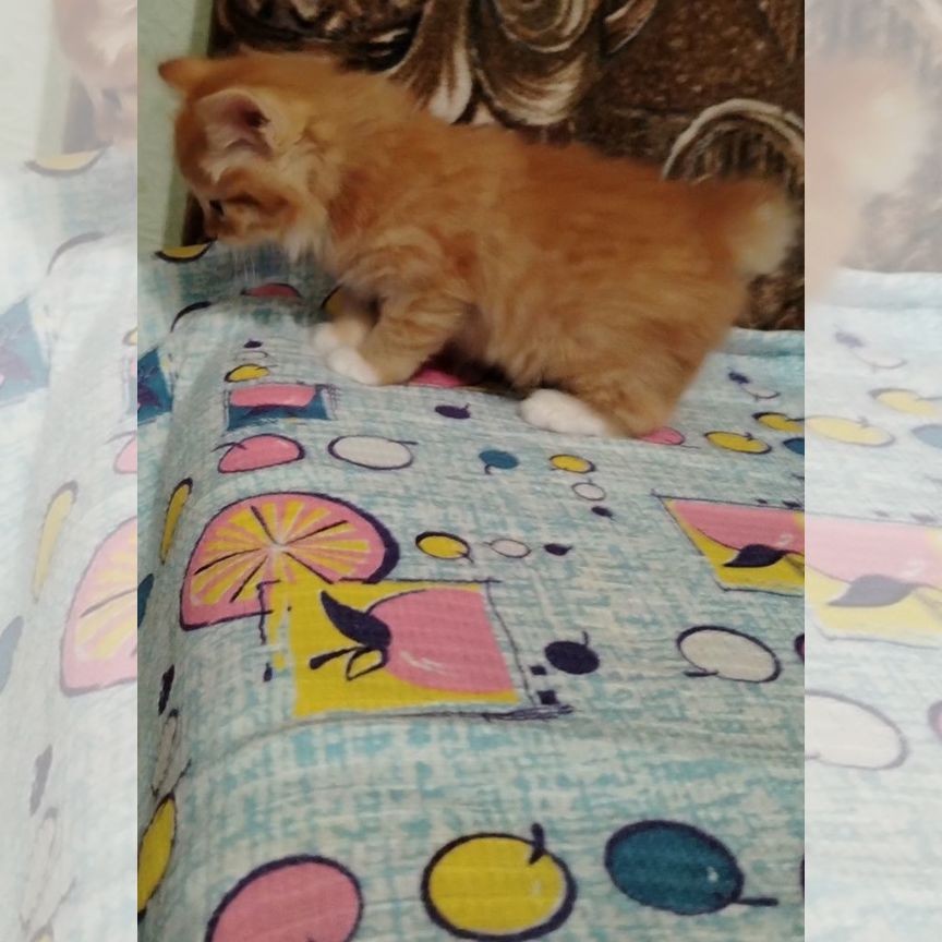 Котята курильский бобтейл