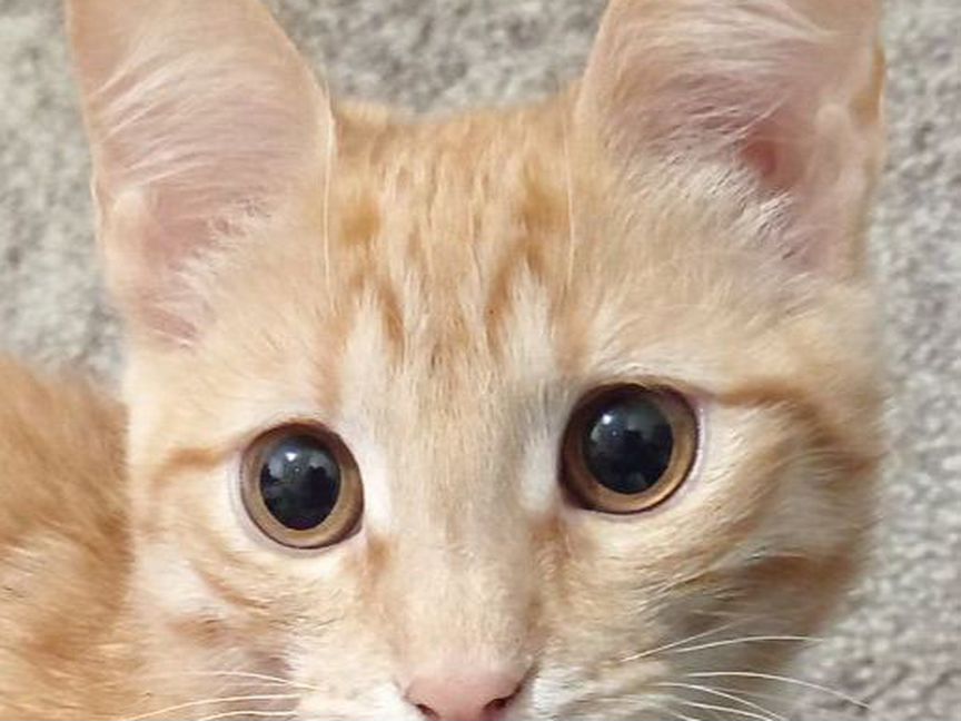 Котейка - рыжая бестия