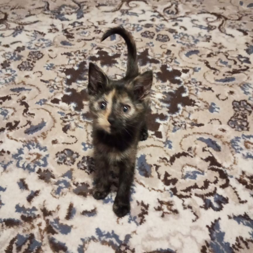 Котята в добрые руки рыжий мальчик и две девочки