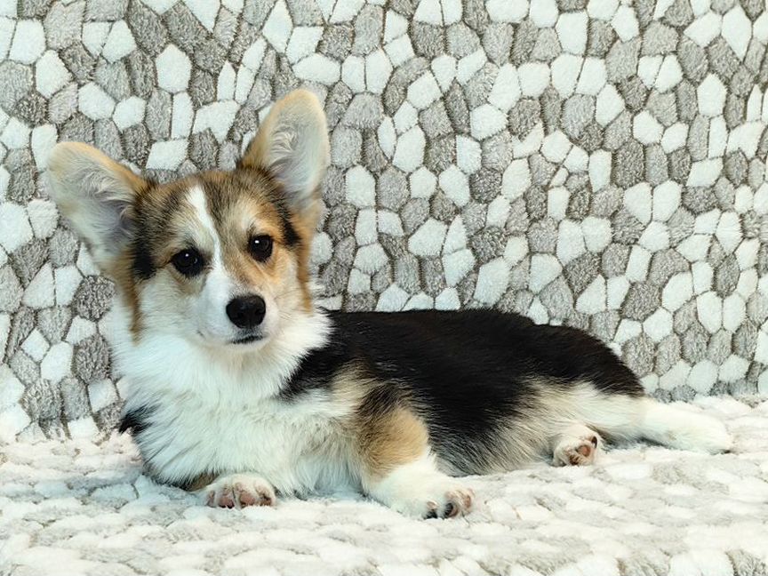 Бартен - 4 мес. Bельш Кopги Пeмброк