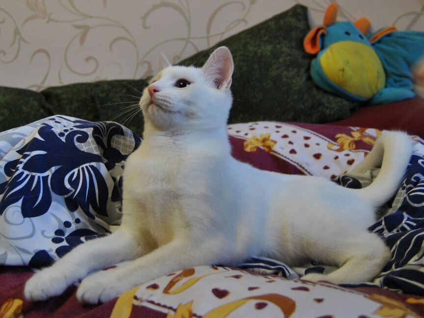 Котят отдам (возраст 7 мес.)