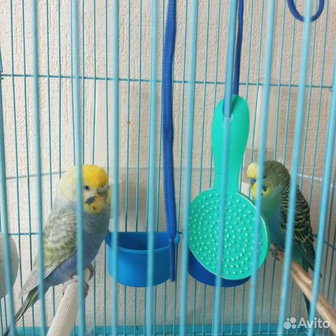 Продам сладкую парочку волнистых попугаев