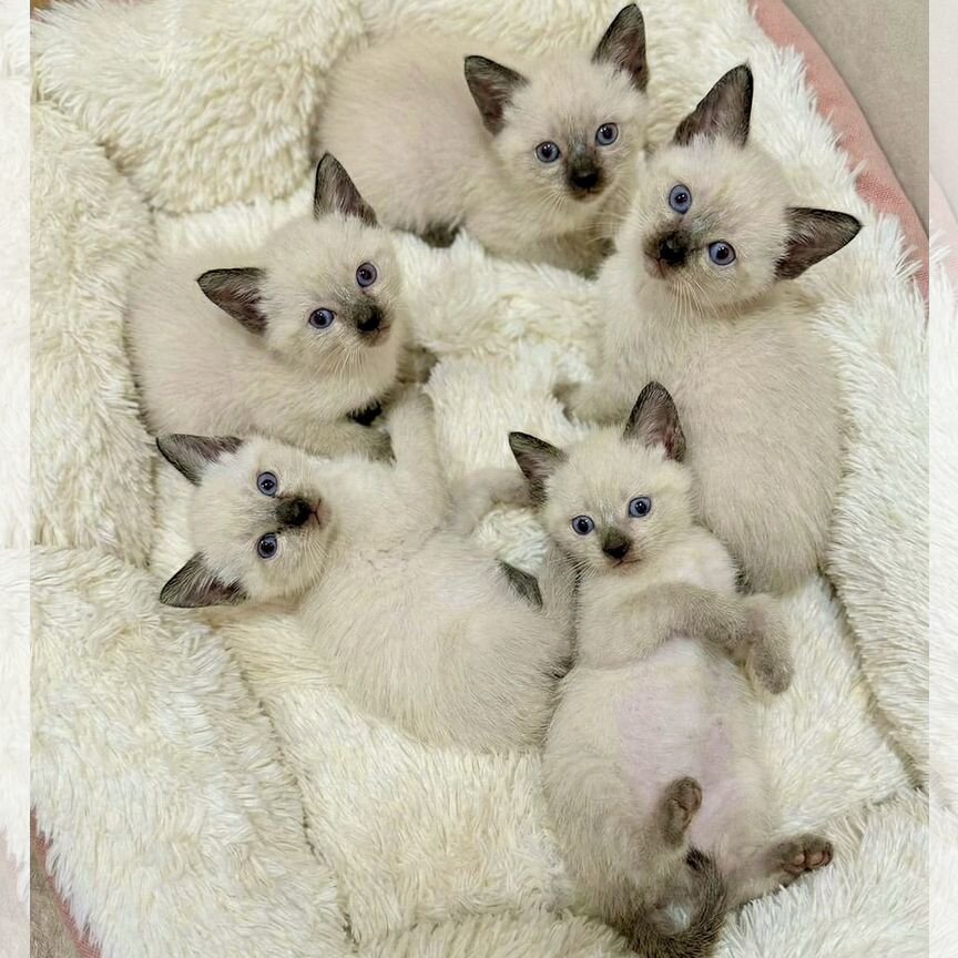 Тайский котёнок