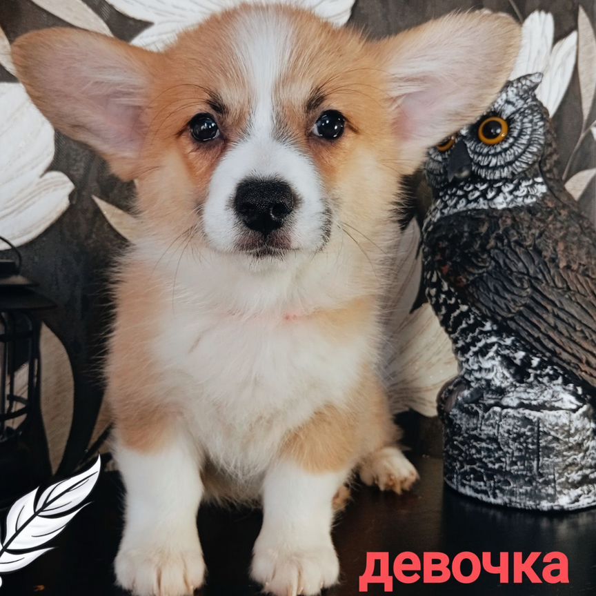 Вельш Корги Пемброк, щенок