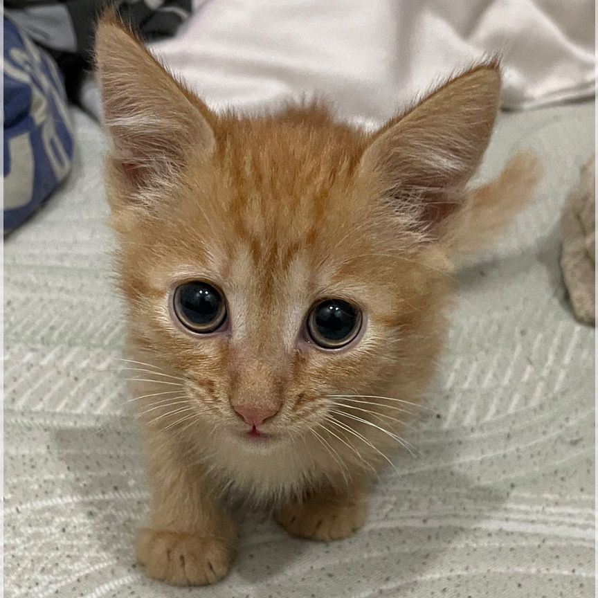 Котенок в добрые руки