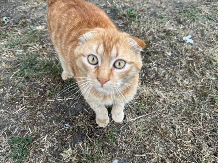 Котик ищет помощи