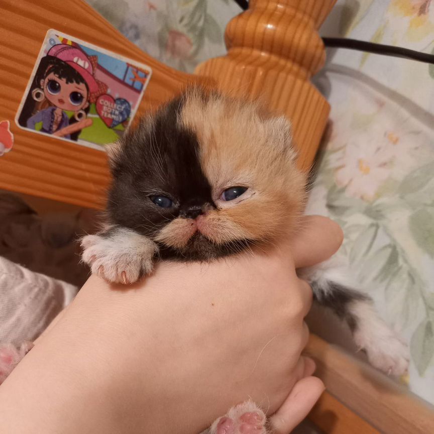 Экзотические котята