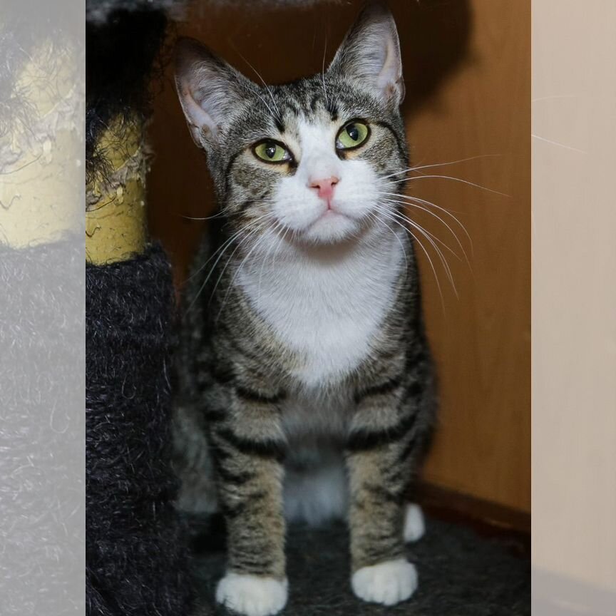 Кошечка