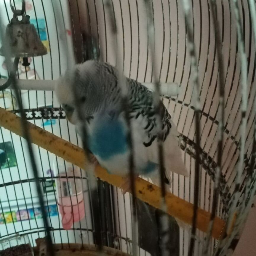 Волнистый попугай самец взрослый