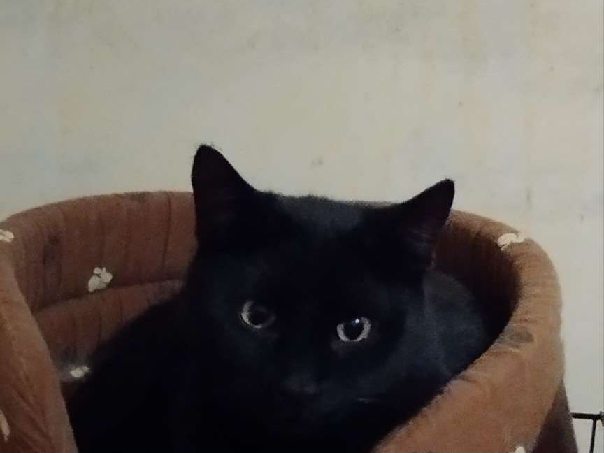 Кошечка Сафи