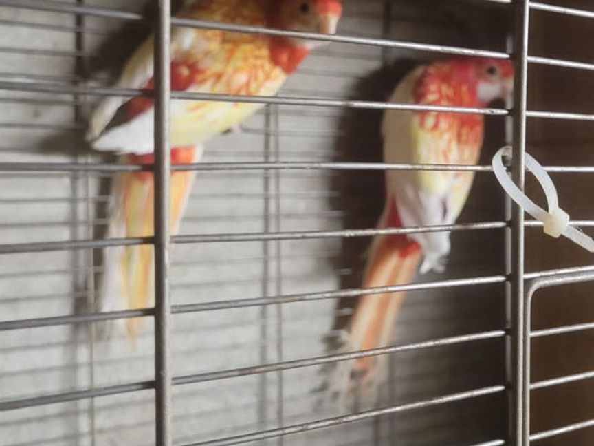 Попугай розелла рубиновая