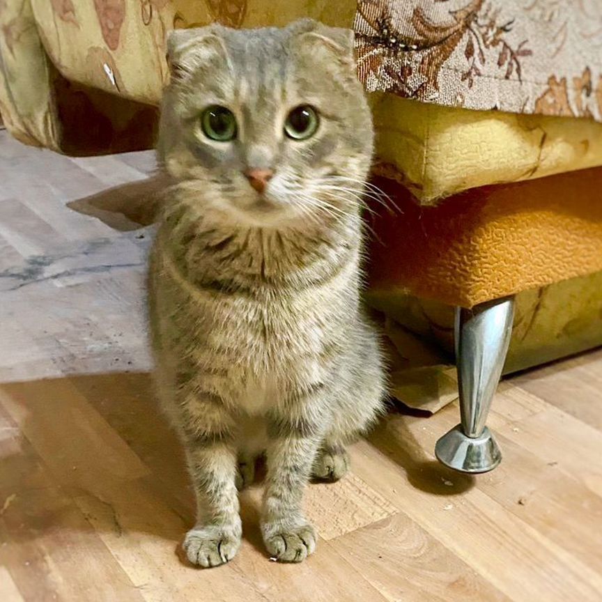 Котик в добрые руки