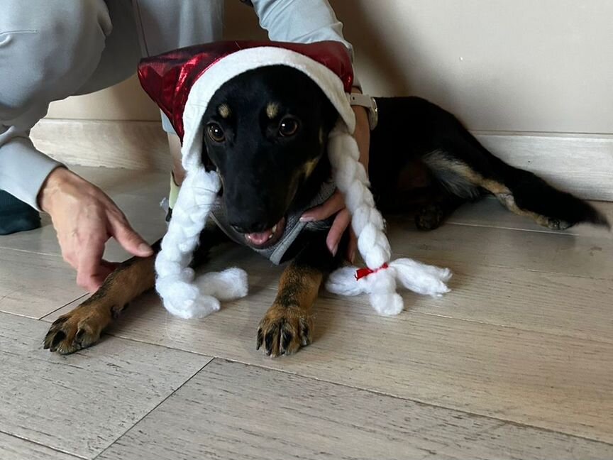 Собака в добрые руки