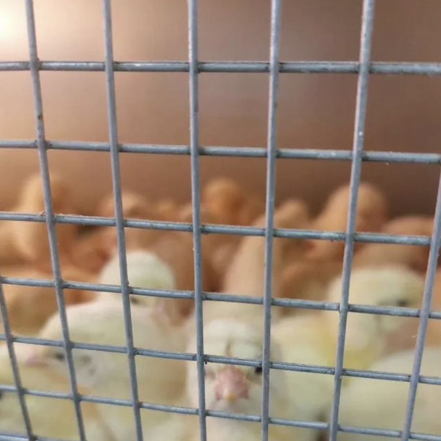 Цыплята бройлеры Кобб 500 росс 308