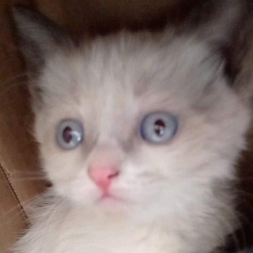 Котенок мальчик 1,5 месяца