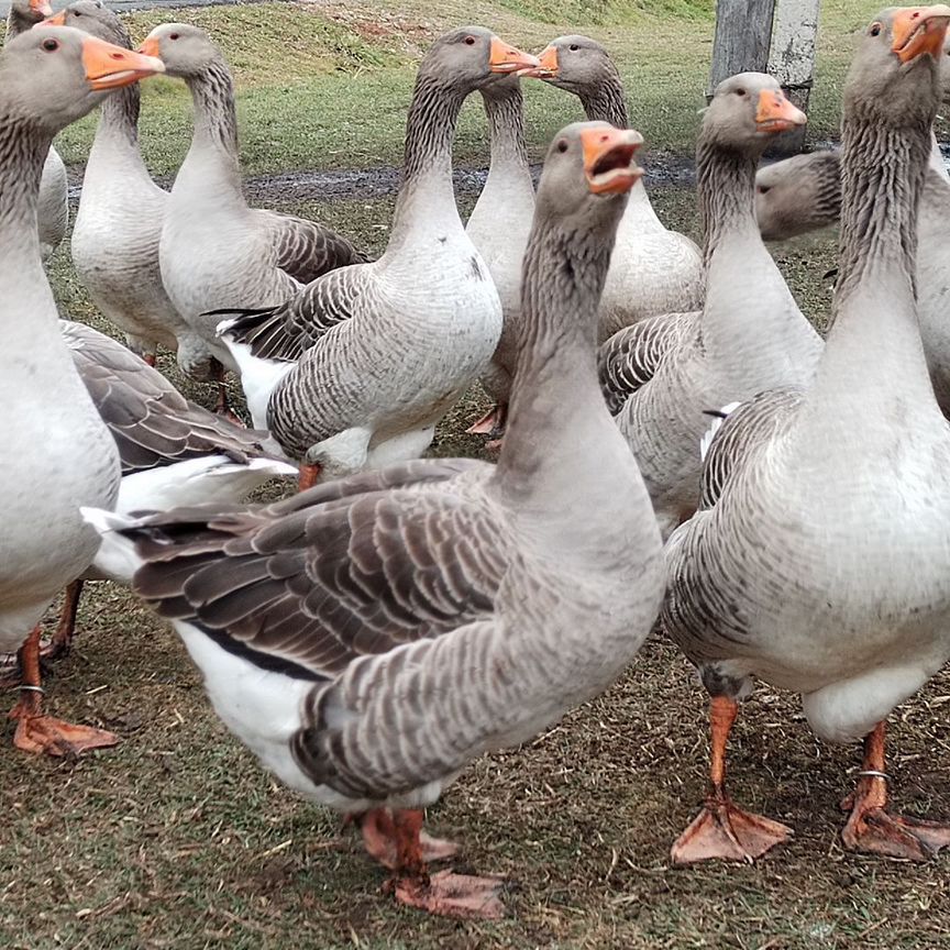 Продам гусей