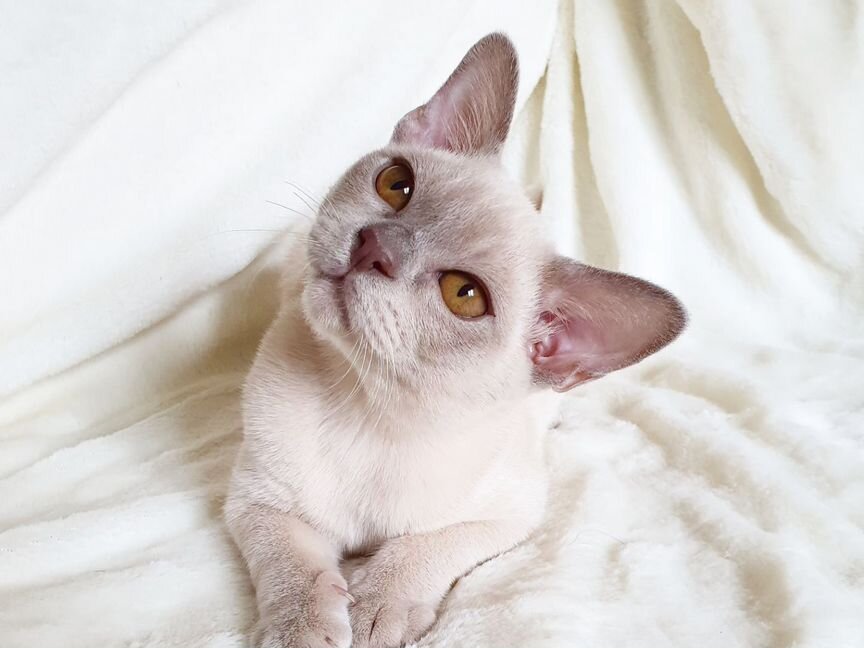 Бурманские котята