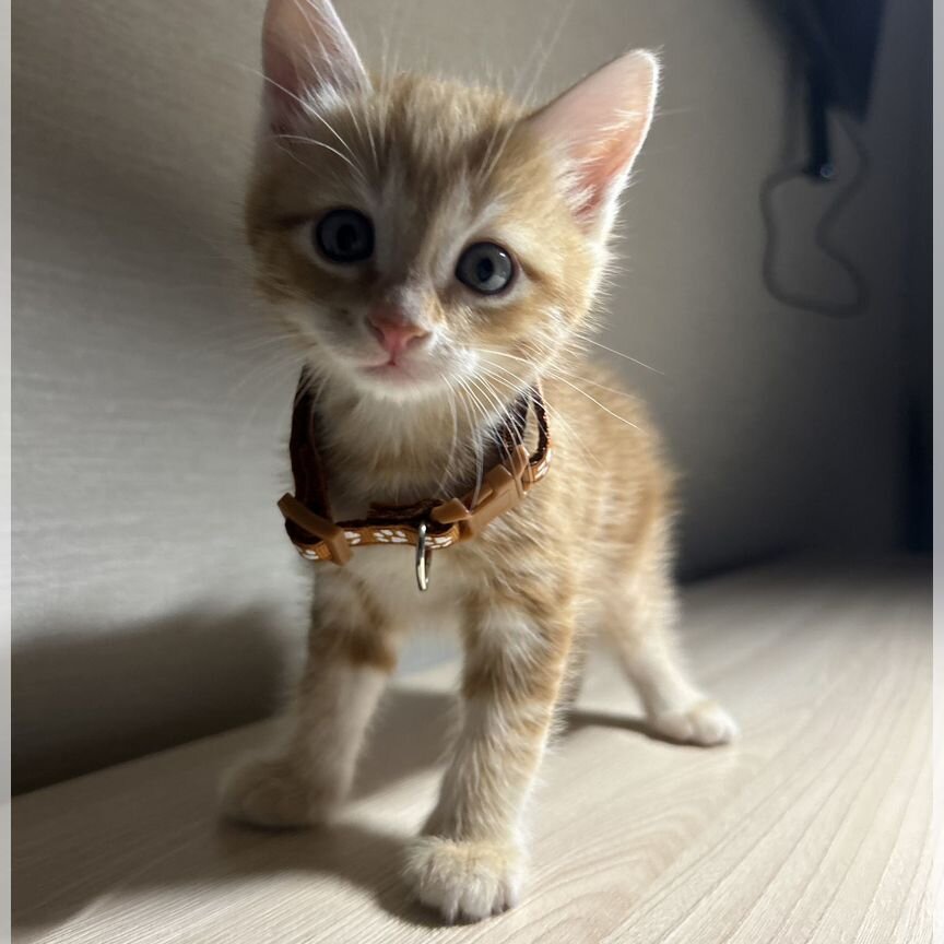 Котята Курильский бобтейл