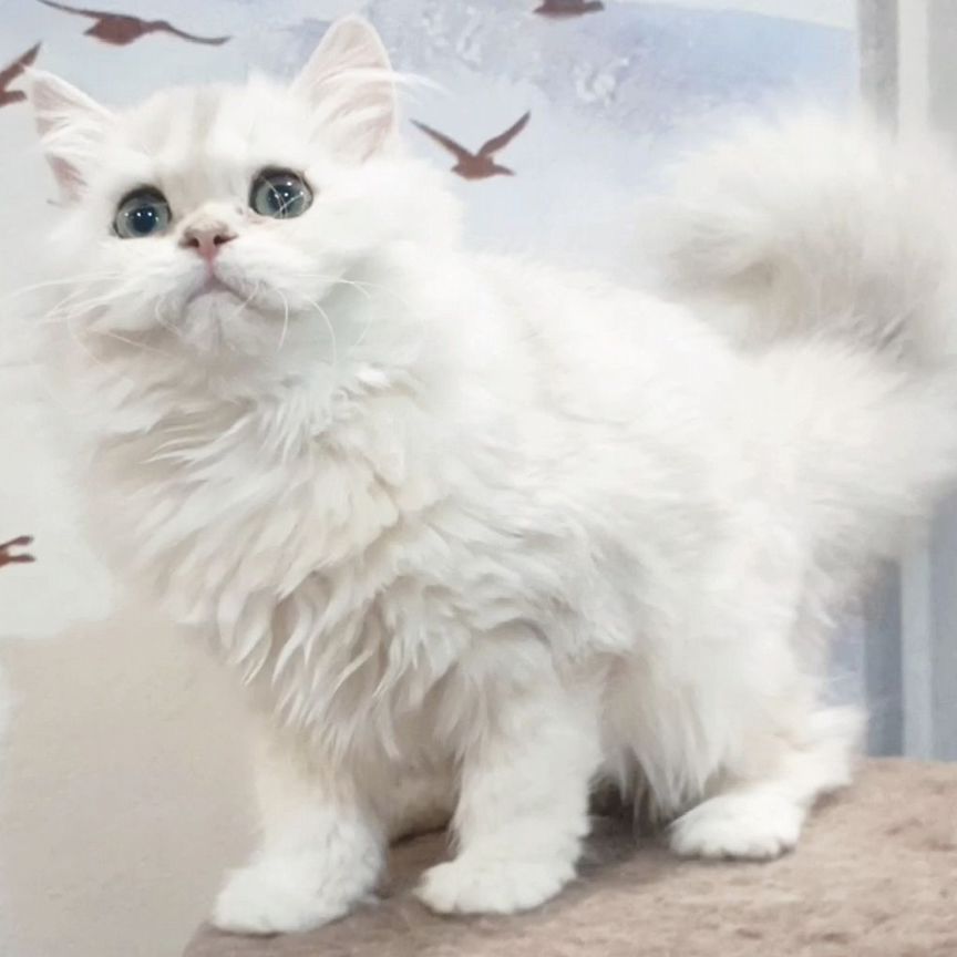 Шотландская кошечка