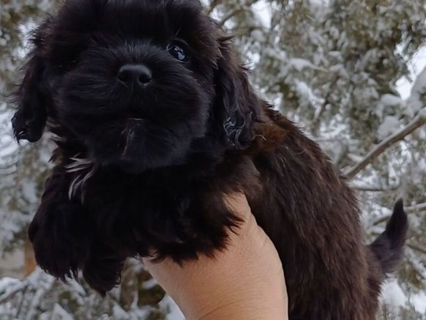 Щенки мальтипу