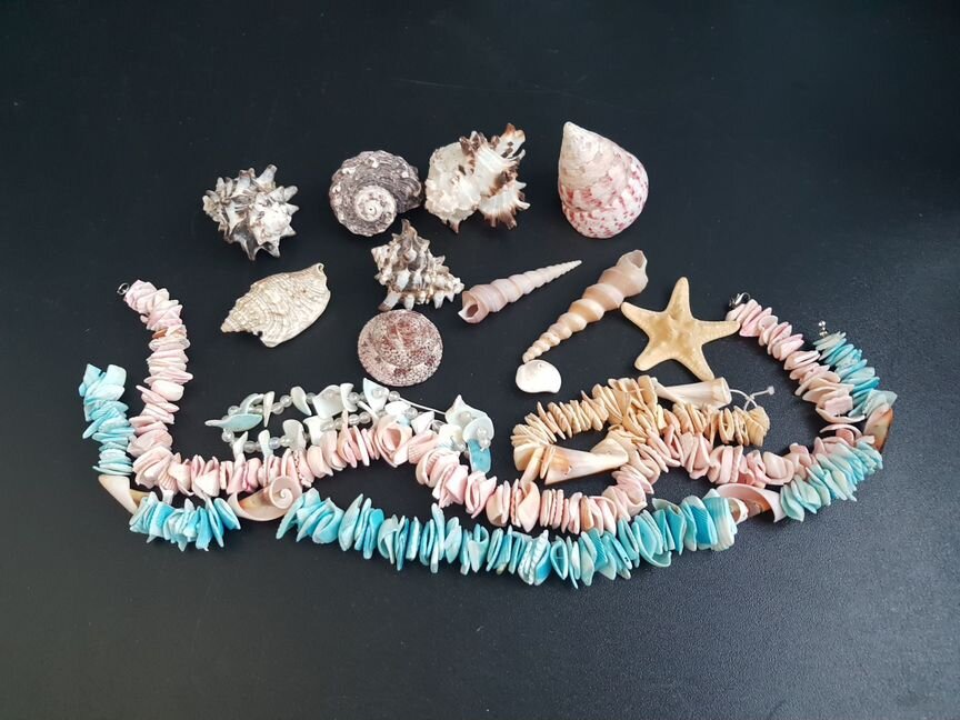 Морские ракушки