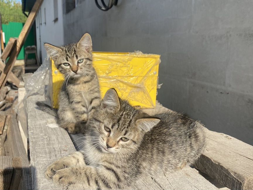 Котята продам