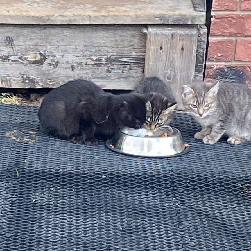 Ищут своего друга три котенка