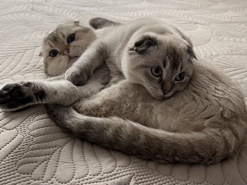 Шотландские котята серебристая шиншилла