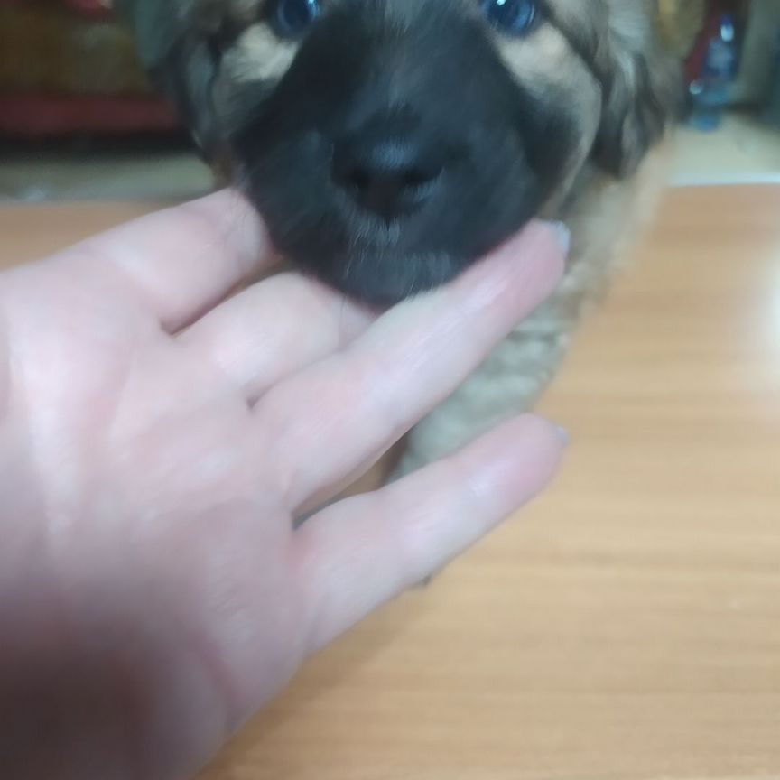 Отдам в добрые руки щенков