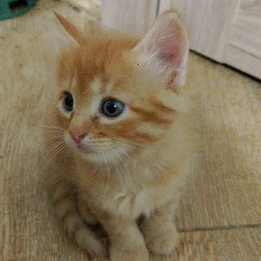 Котята домашние