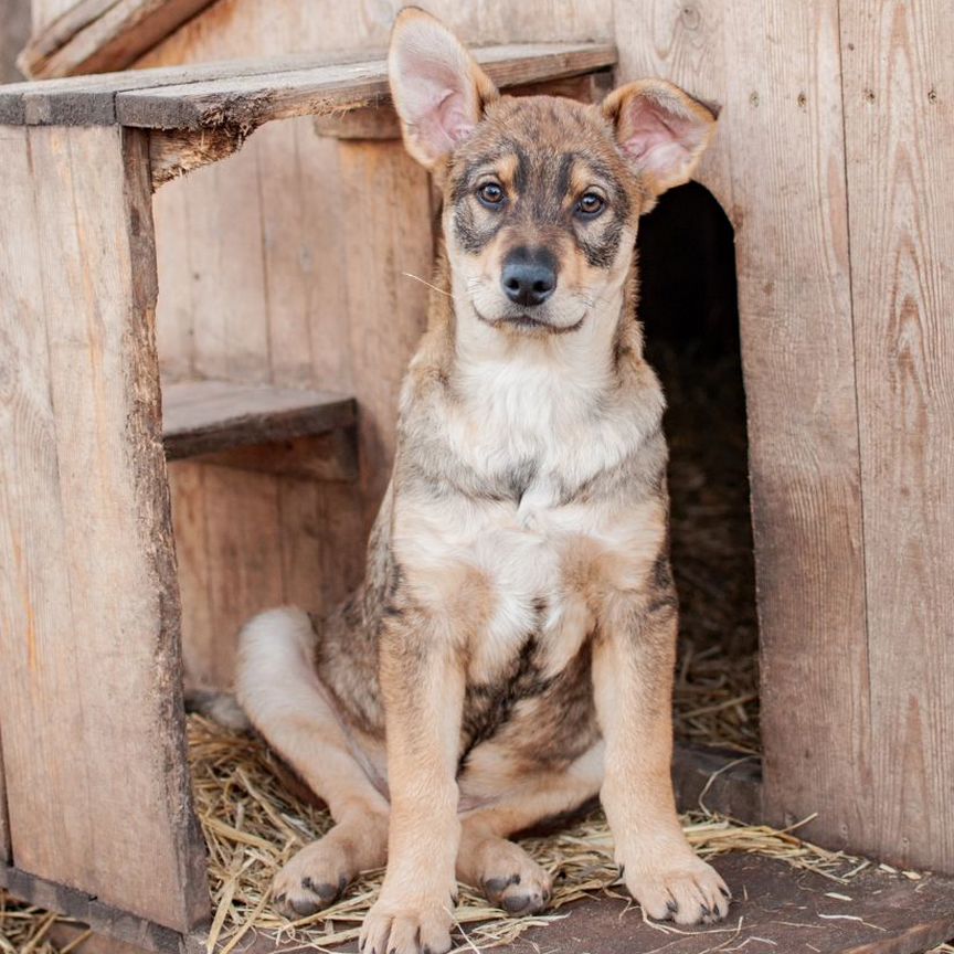Кобелек в добрые руки