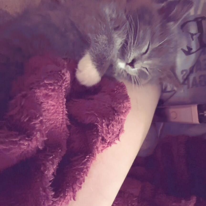 Котенок в добрые руки