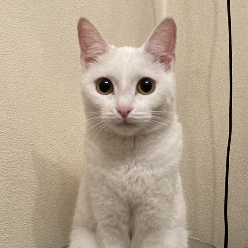 Кошка