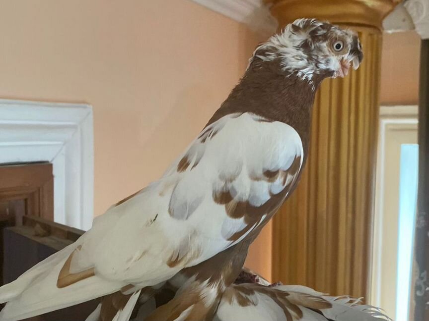 Голуби узбекские