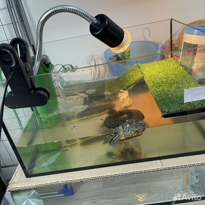 Черепашка маленькая