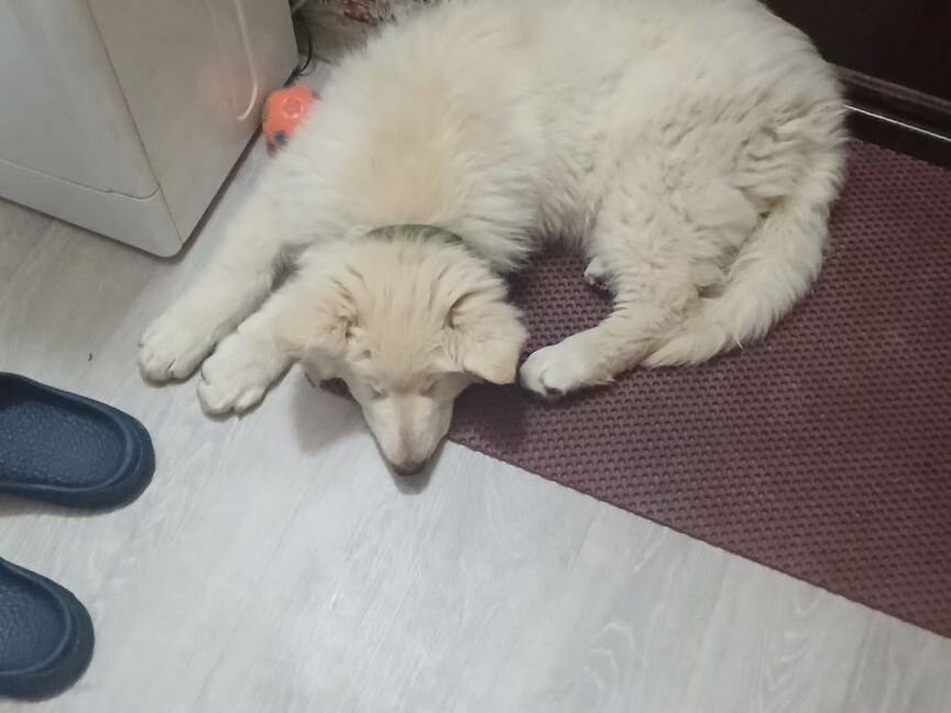 Швейцарская овчарка