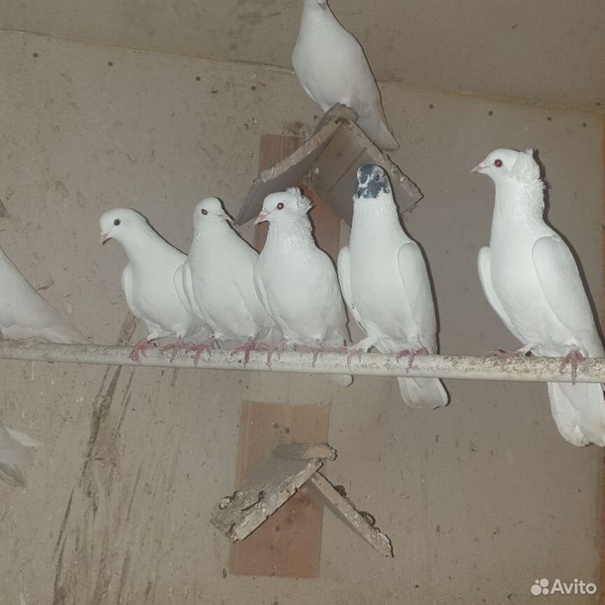 Продаю голубей