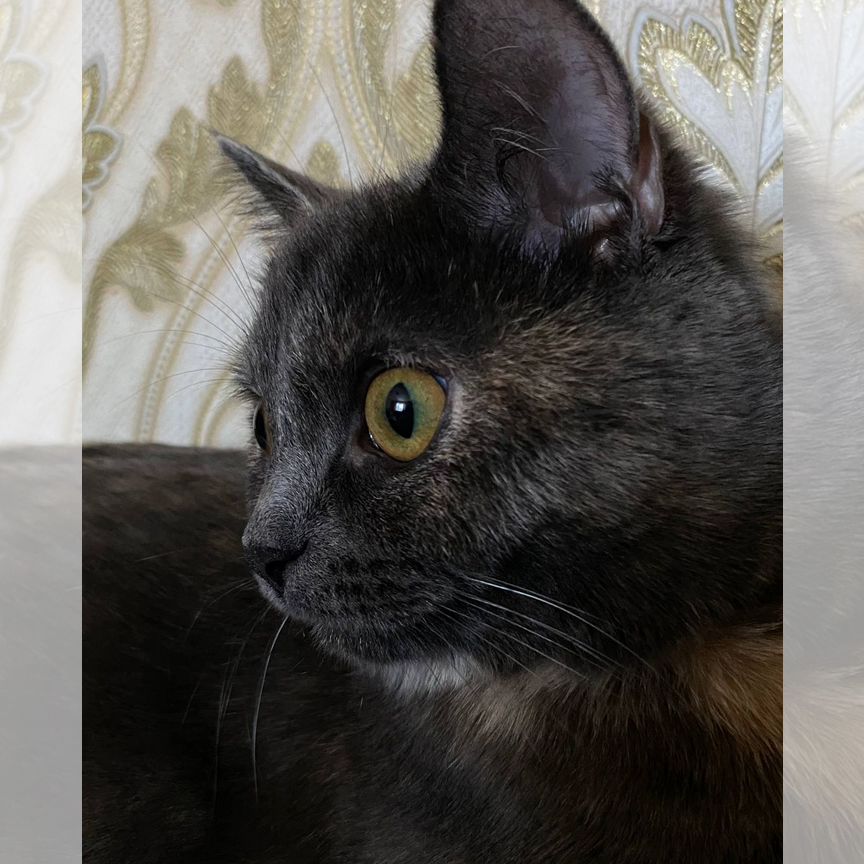 Британская короткошёрстная кошка, взрослая