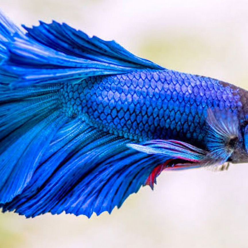 Рыбки петушки