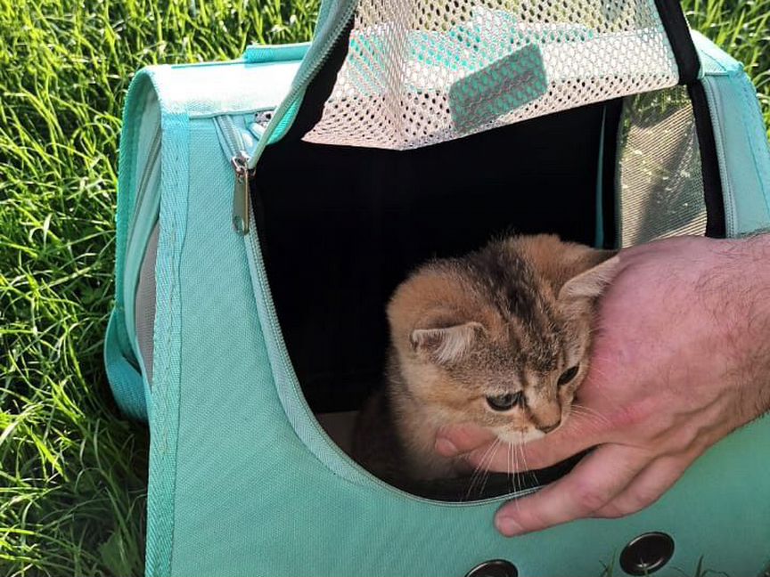 Переноска для животных в виде рюкзака